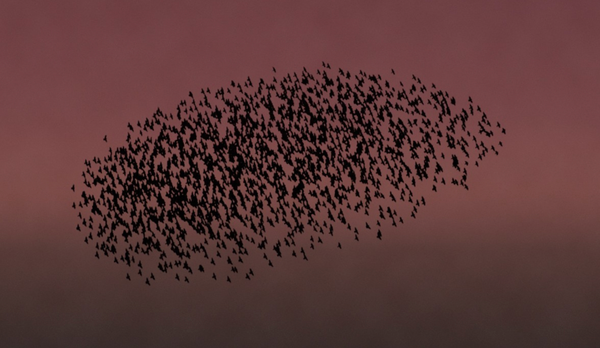 Murmurations – SUMMER HERBAL