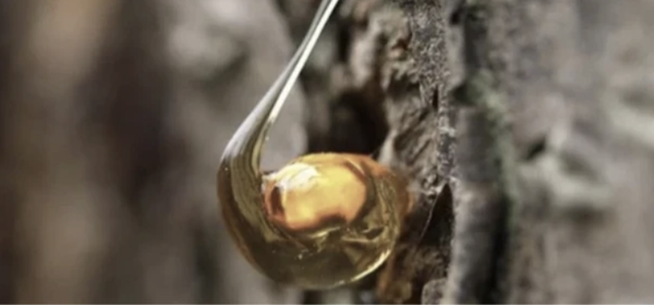 Ancient Uses of Plant Resin – SUMMER HERBAL